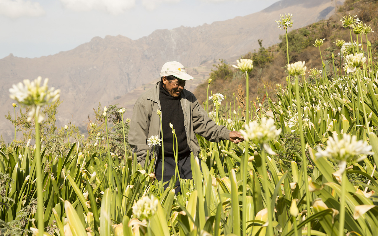 El pueblo que rescató sus andenes - Apacheta